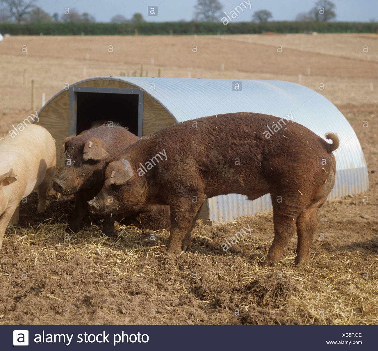 Duroc Pig High Resolution Stock Photography and Images - Alamy