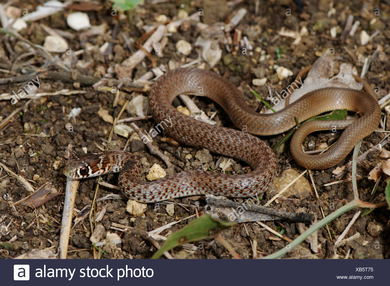 Balkan Whip Snake Hierophis Gemonensis High Resolution Stock ...