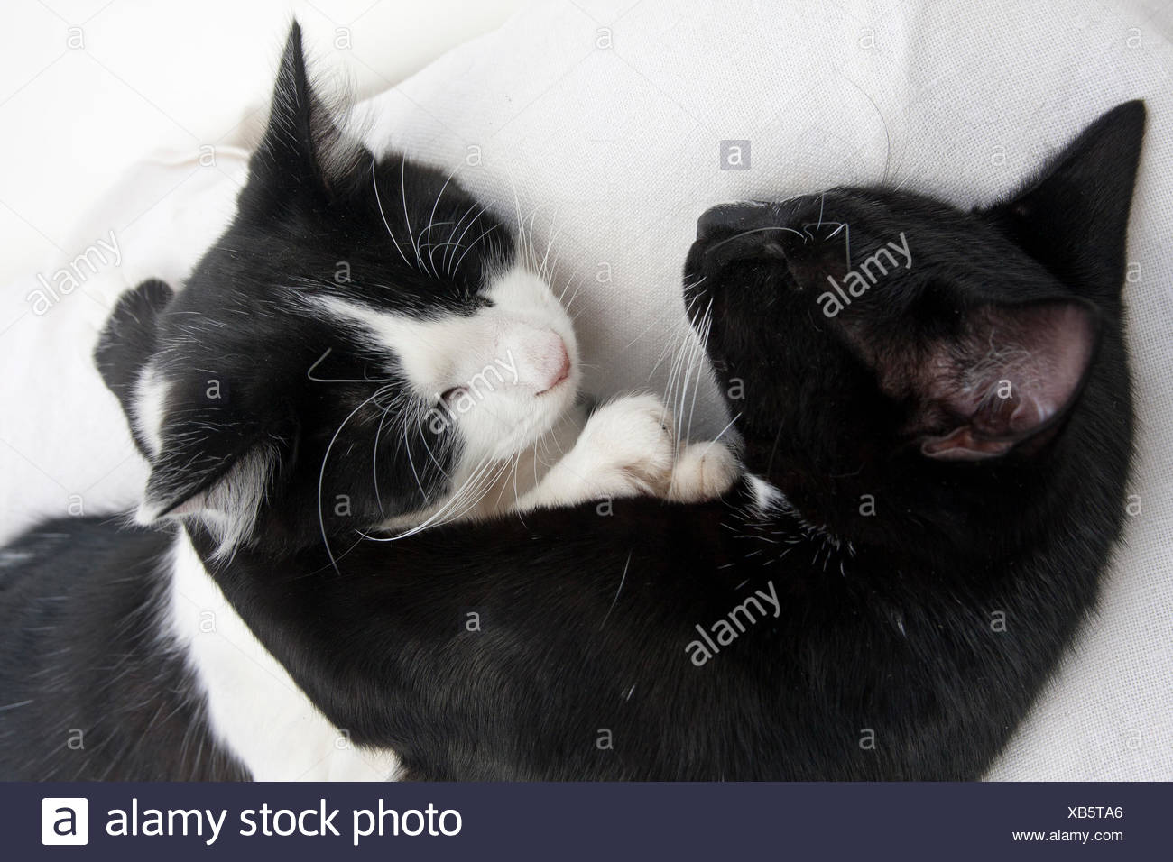 Cute Kittens Cuddling High Resolution Stock Photography and Images - Alamy