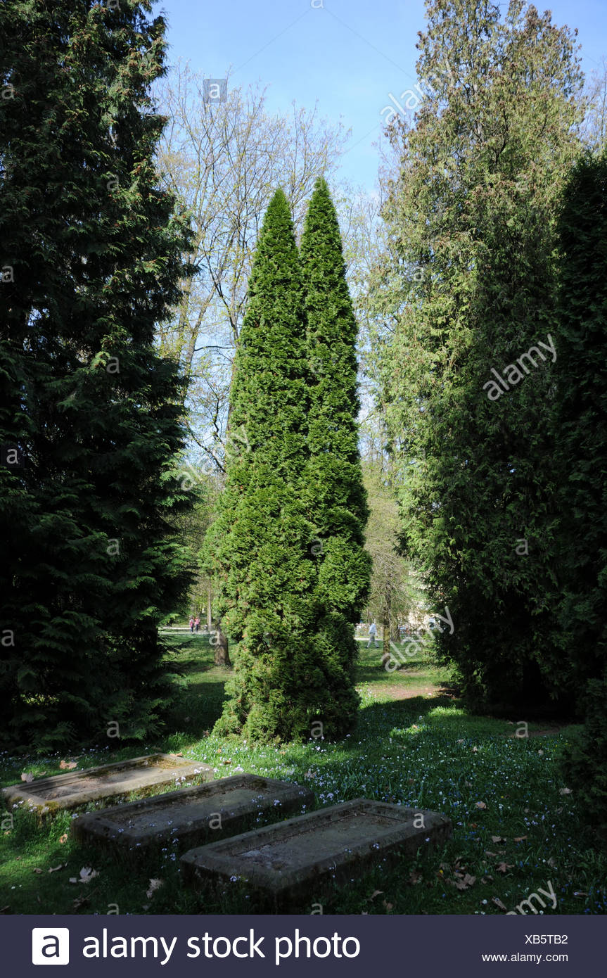 Northern White Cedar Tree High Resolution Stock Photography and Images ...