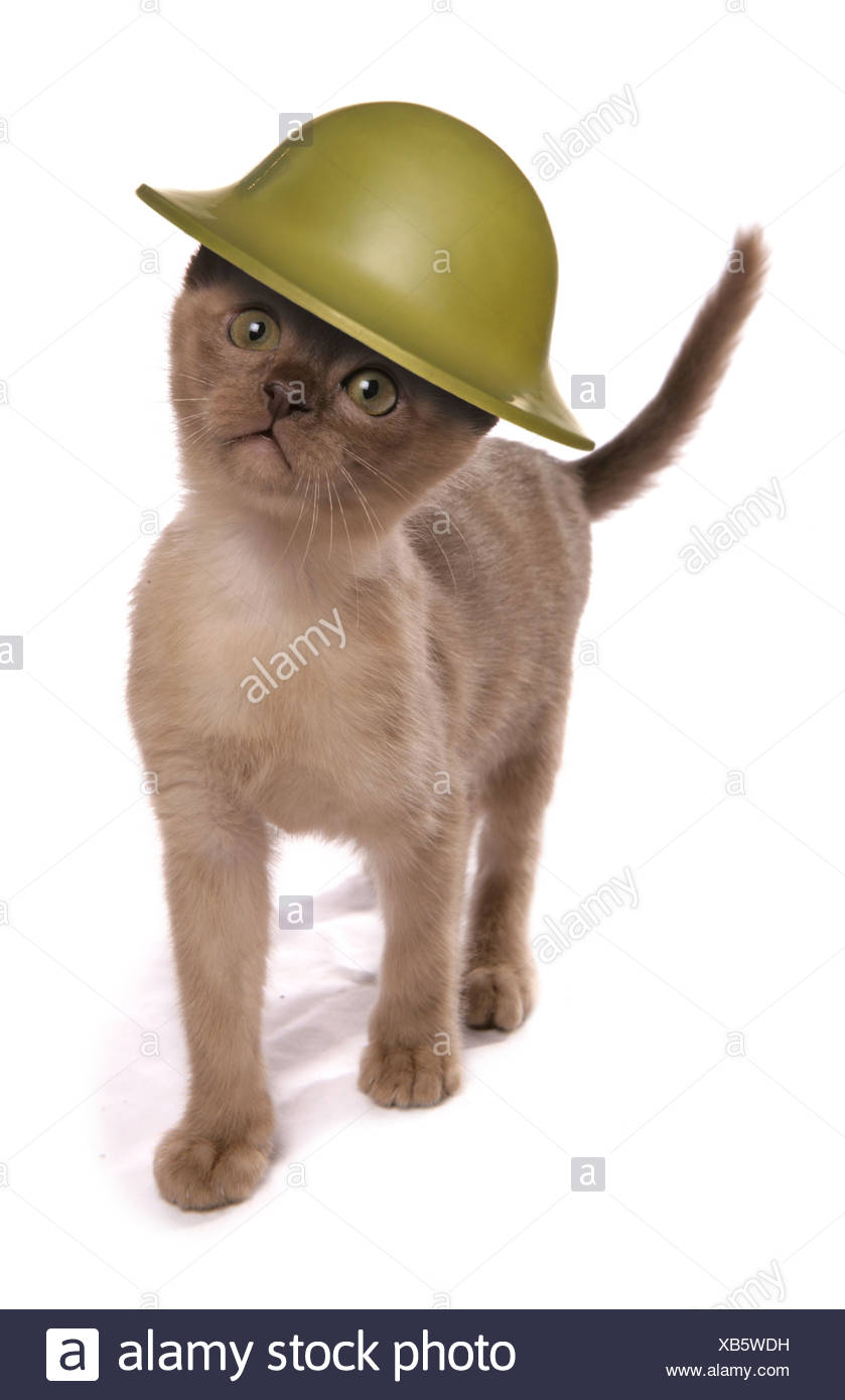 Cats Wearing Hats High Resolution Stock Photography and Images - Alamy