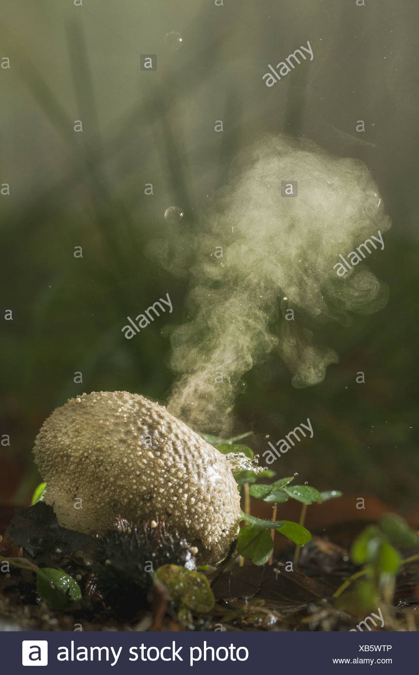 Puffball Releasing Spores High Resolution Stock Photography and Images ...