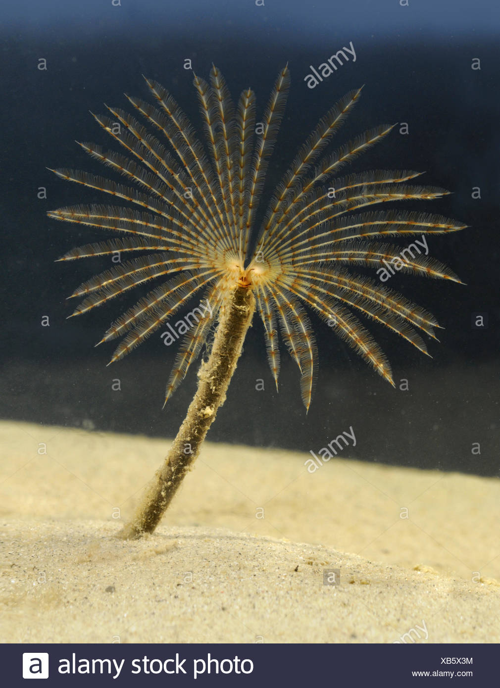 Sea Peacock High Resolution Stock Photography and Images - Alamy