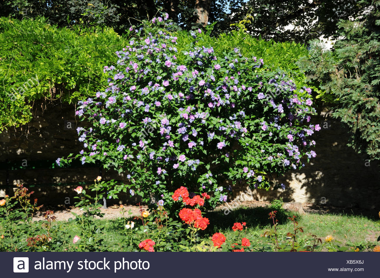Shrub Mallow Stock Photos & Shrub Mallow Stock Images - Alamy