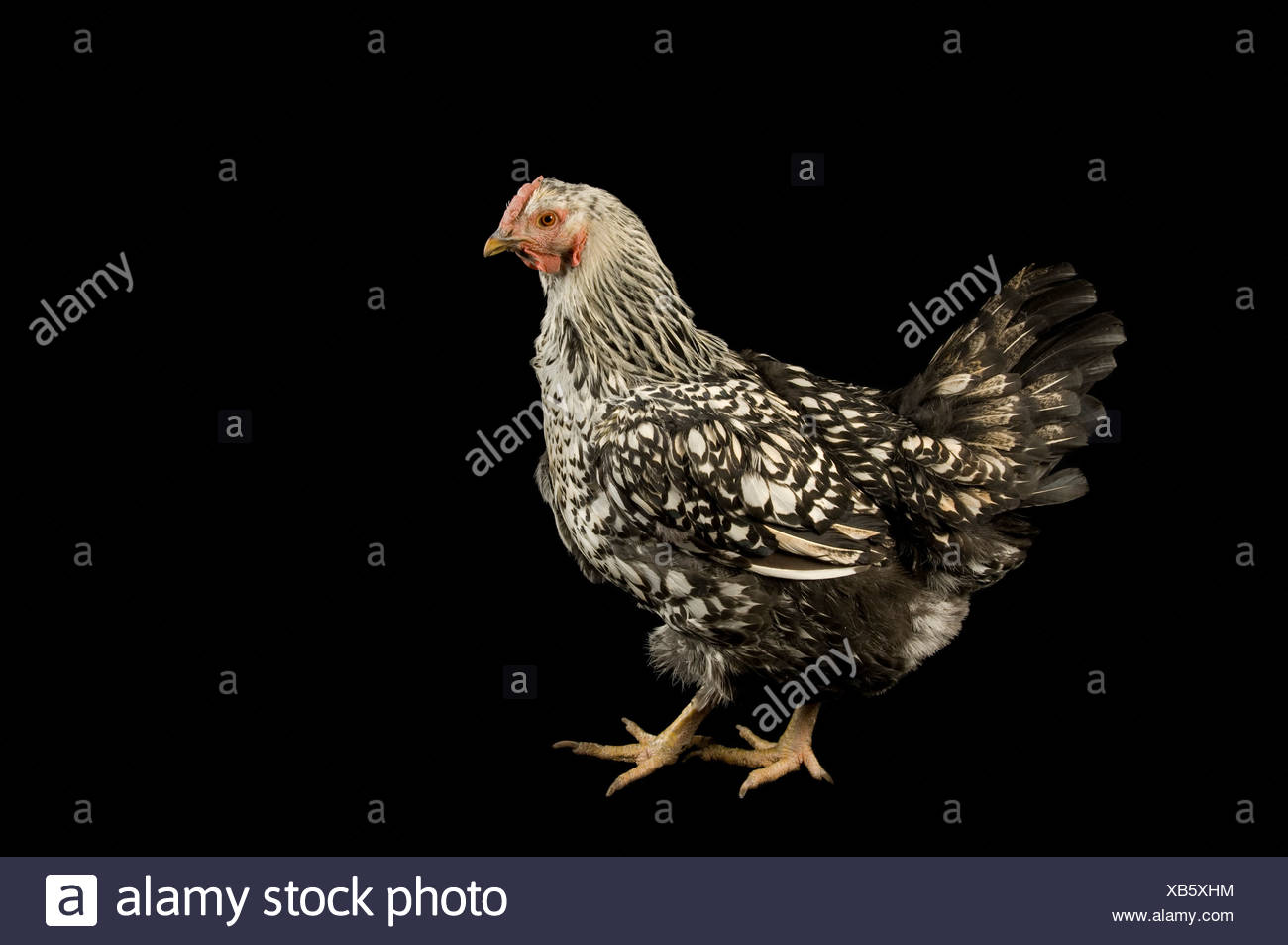 Silver Laced Wyandotte High Resolution Stock Photography and Images - Alamy