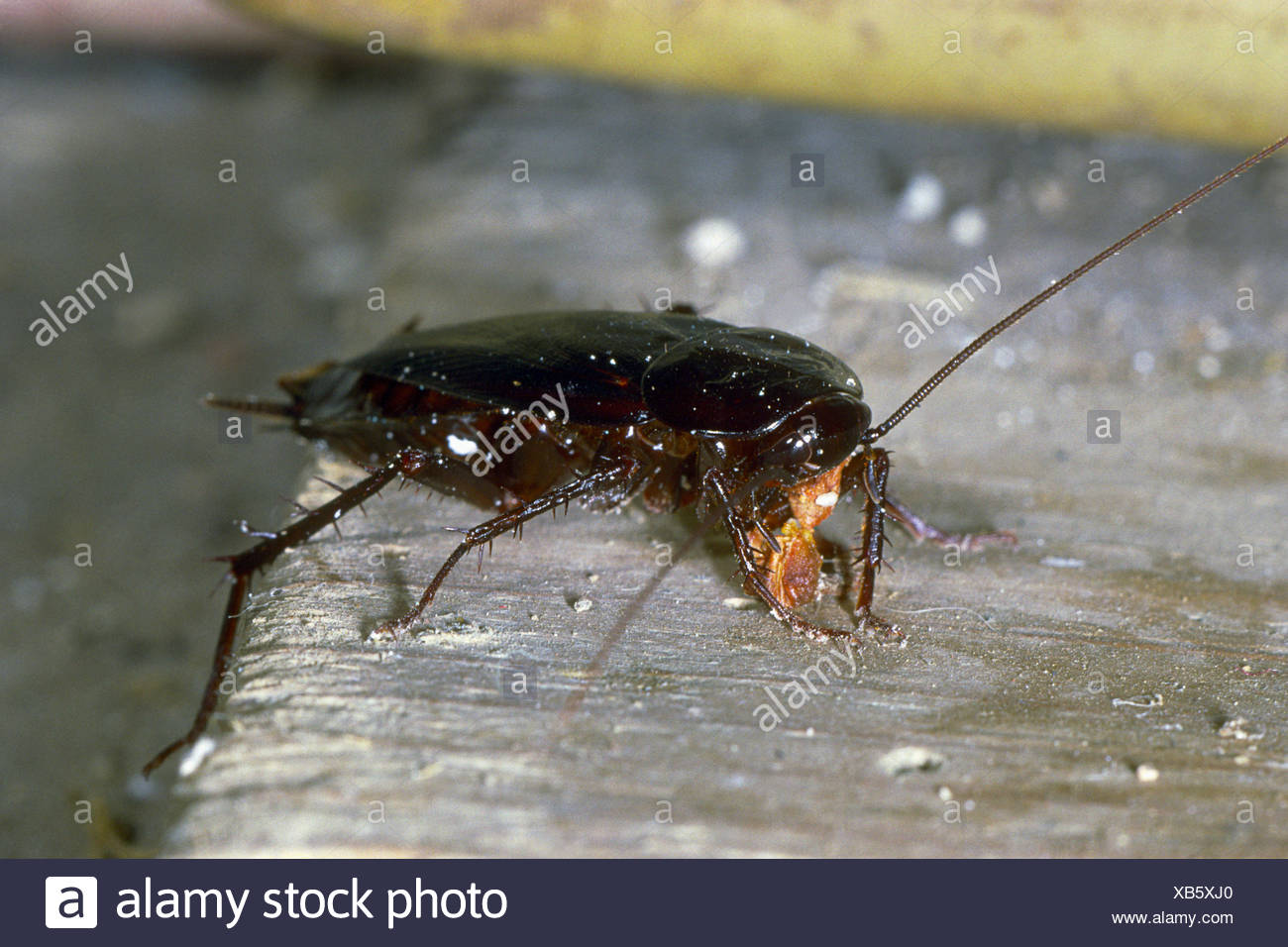 Blatta Orientalis High Resolution Stock Photography and Images - Alamy