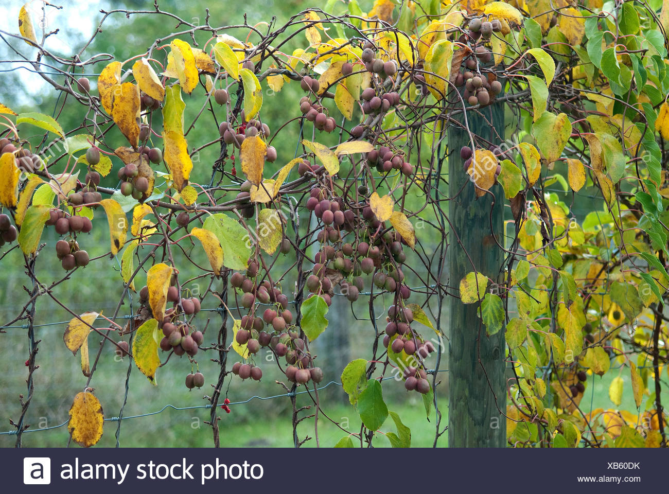 Actinidia Arguta Weiki High Resolution Stock Photography and Images - Alamy