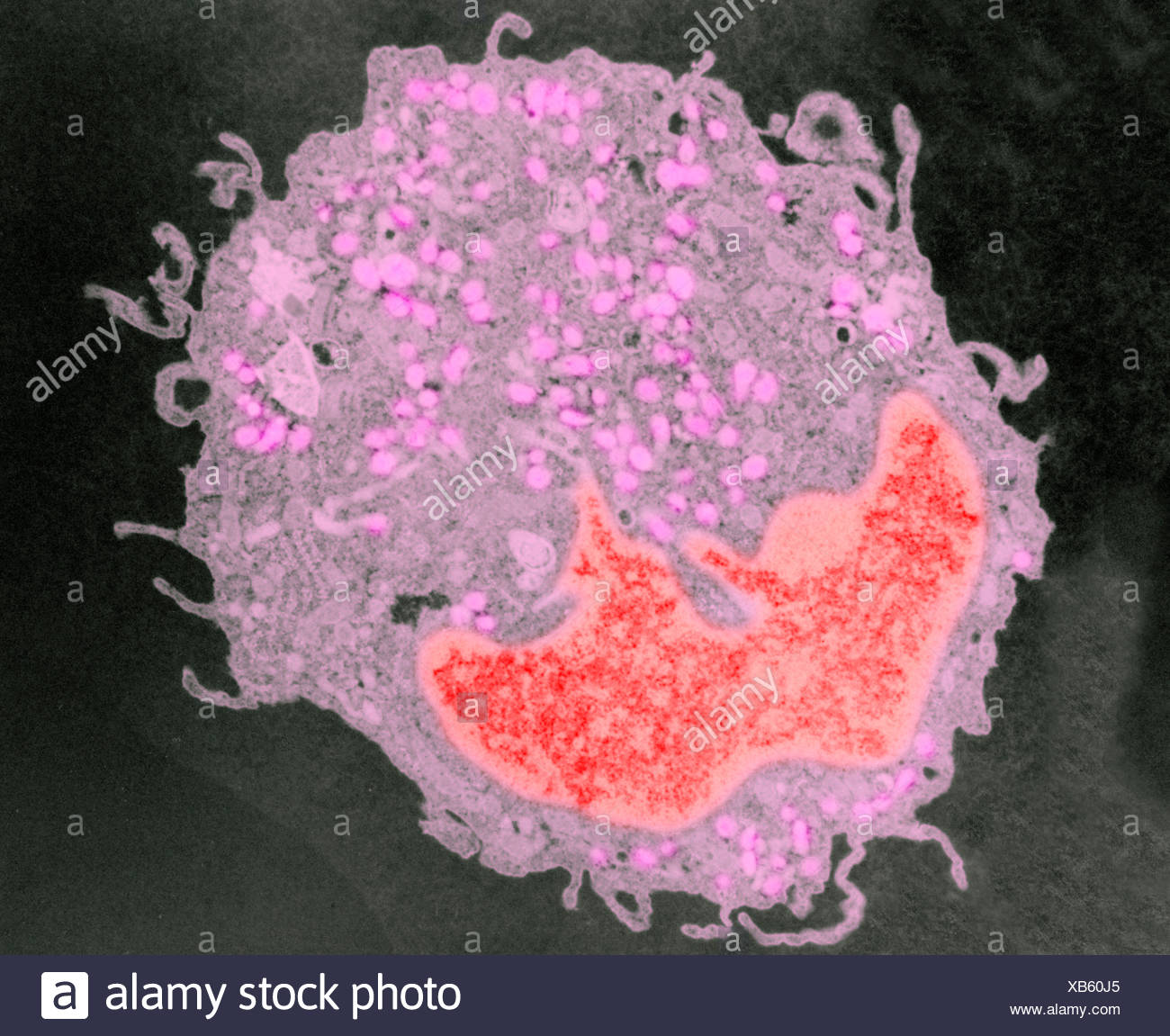 Animal Cell Micrograph High Resolution Stock Photography and Images - Alamy