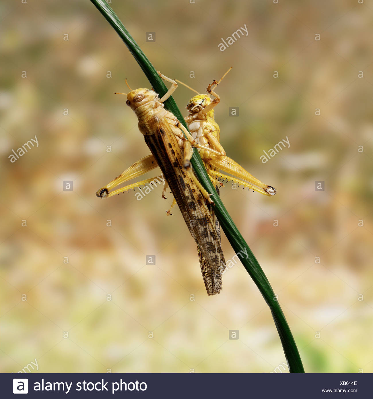Locusts High Resolution Stock Photography and Images - Alamy