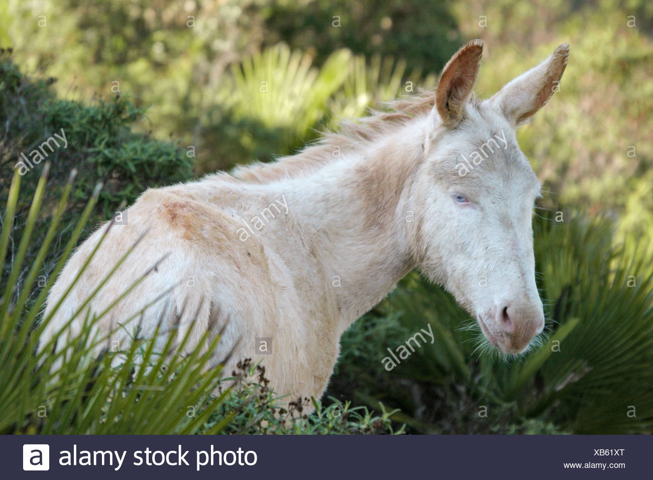 Albino Donkey High Resolution Stock Photography and Images - Alamy