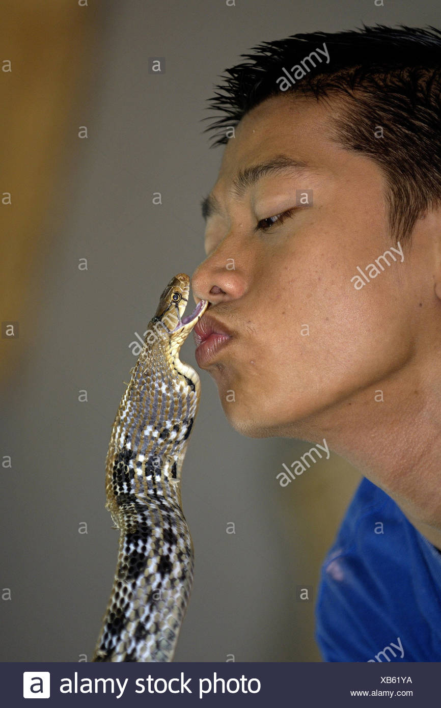 Siamese Spitting Cobra High Resolution Stock Photography and Images - Alamy