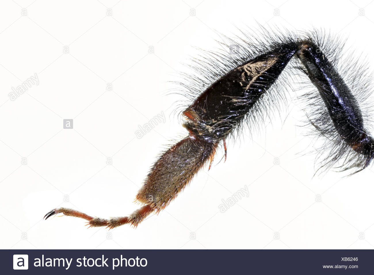 Bee Feet High Resolution Stock Photography and Images - Alamy