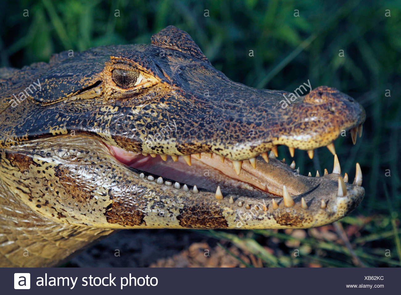 Caiman Mouth Stock Photos & Caiman Mouth Stock Images - Alamy