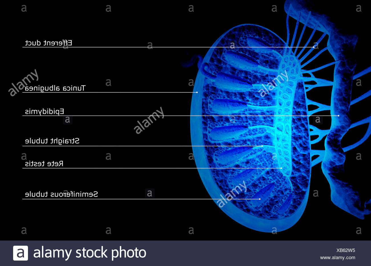 Testis With The Epididymis Stock Photos & Testis With The Epididymis ...