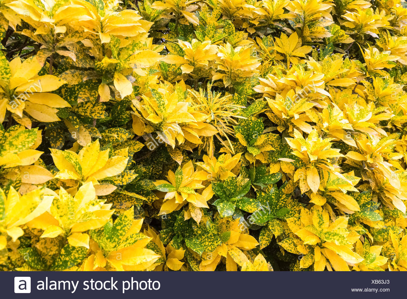Variegated Leaf Closeup High Resolution Stock Photography and Images ...