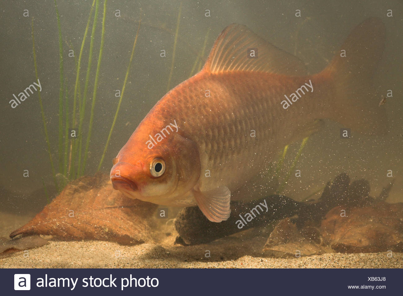 Gibel Carp High Resolution Stock Photography and Images - Alamy