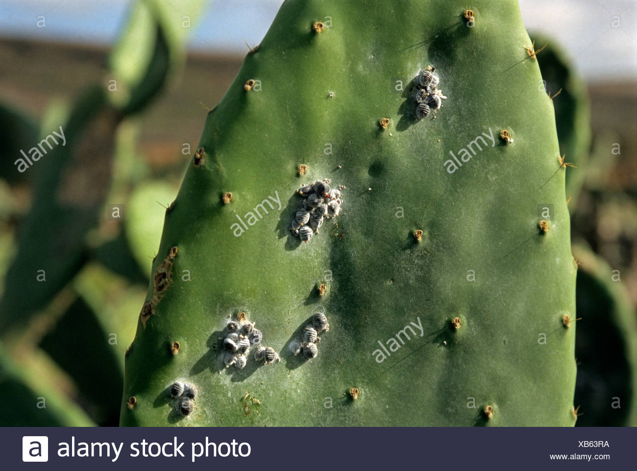 Coccus Cacti High Resolution Stock Photography and Images - Alamy