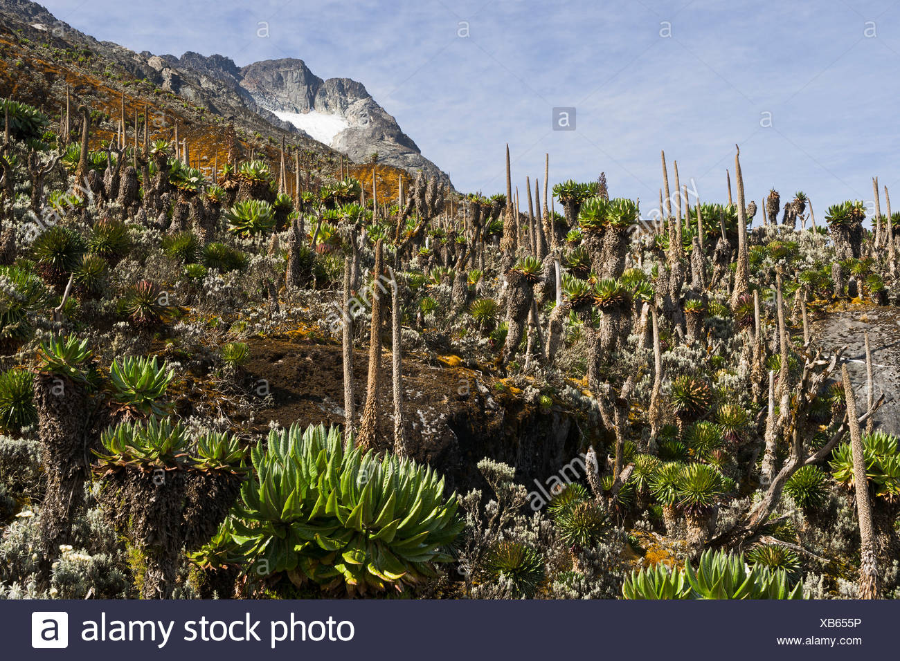 Ugandan Mountains High Resolution Stock Photography and Images - Alamy