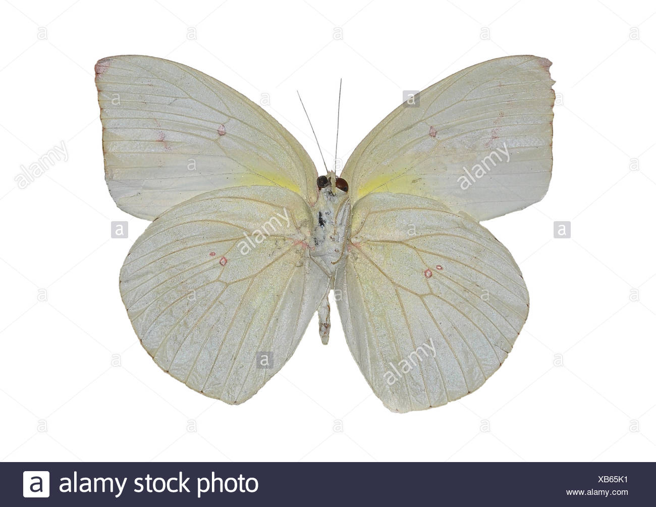 Catopsilia Pomona High Resolution Stock Photography and Images - Alamy