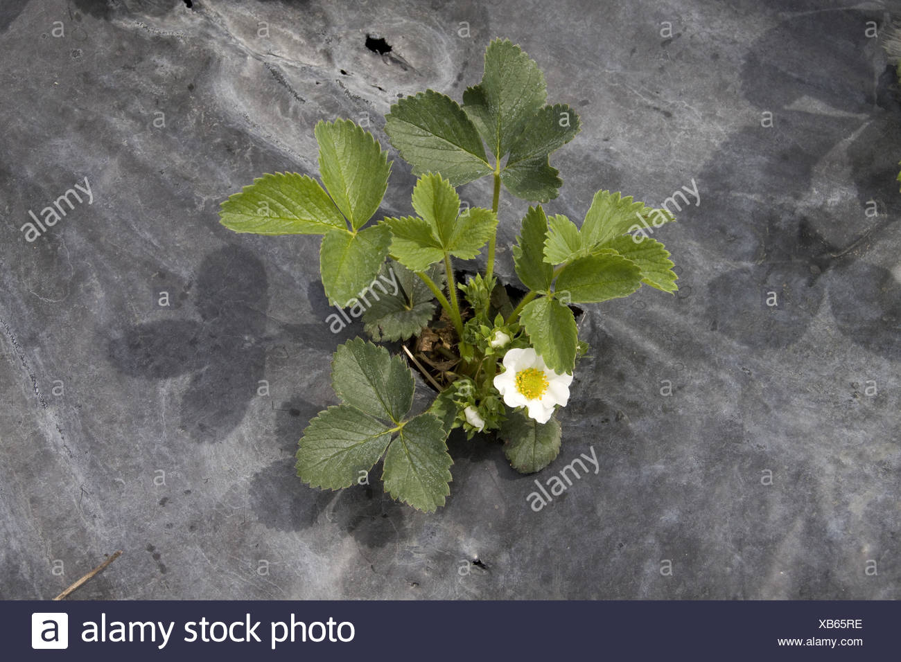 Strawberry Fruit Elsanta High Resolution Stock Photography and Images ...
