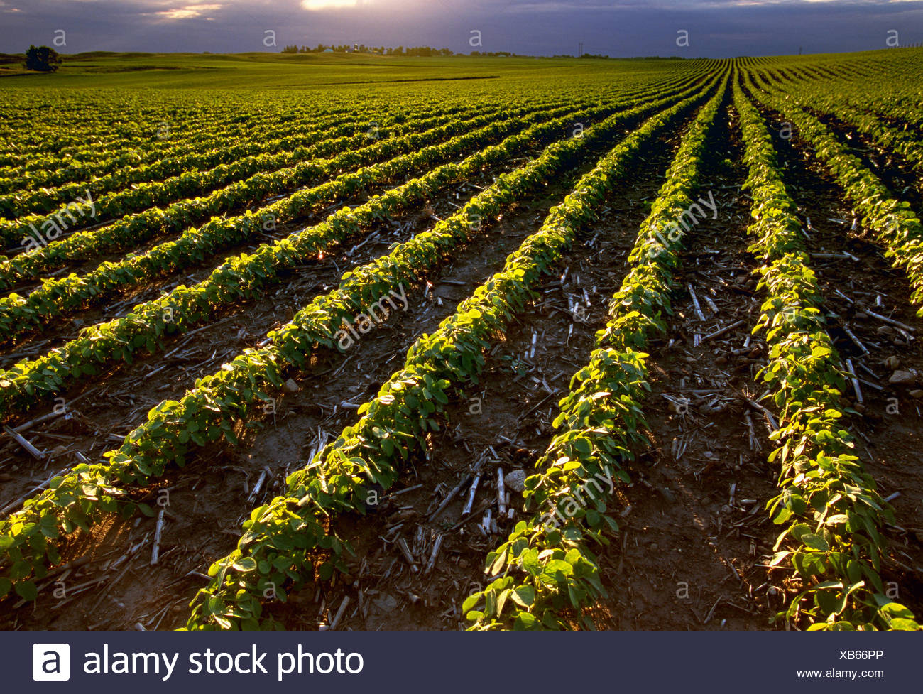 No Till Farming Stock Photos & No Till Farming Stock Images - Alamy