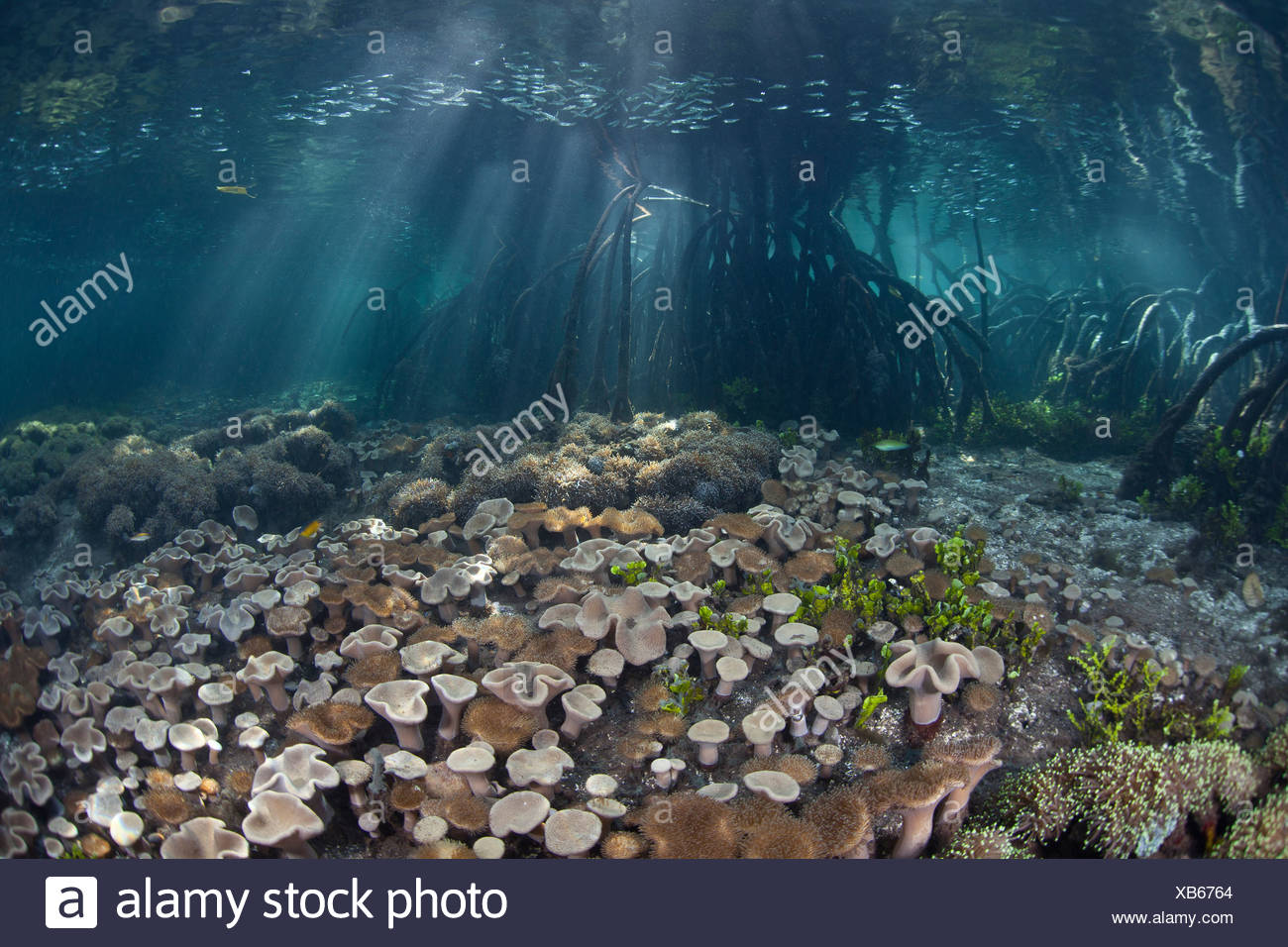 Rhizophora Sp Mangrove Tree High Resolution Stock Photography and ...