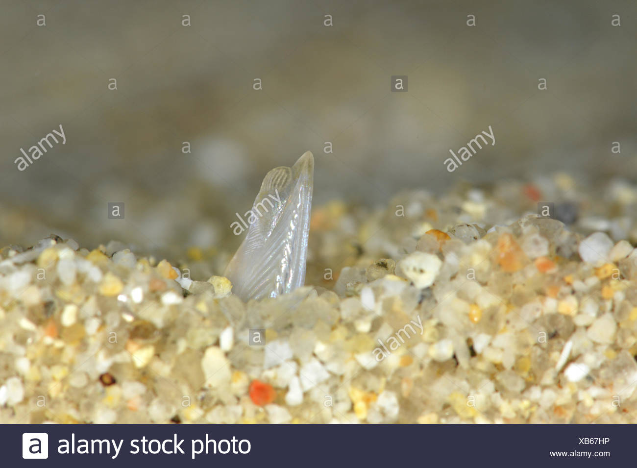 Primitive Animals High Resolution Stock Photography and Images - Alamy