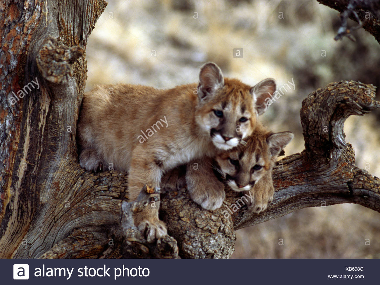 Cubs Lying Together High Resolution Stock Photography and Images - Alamy