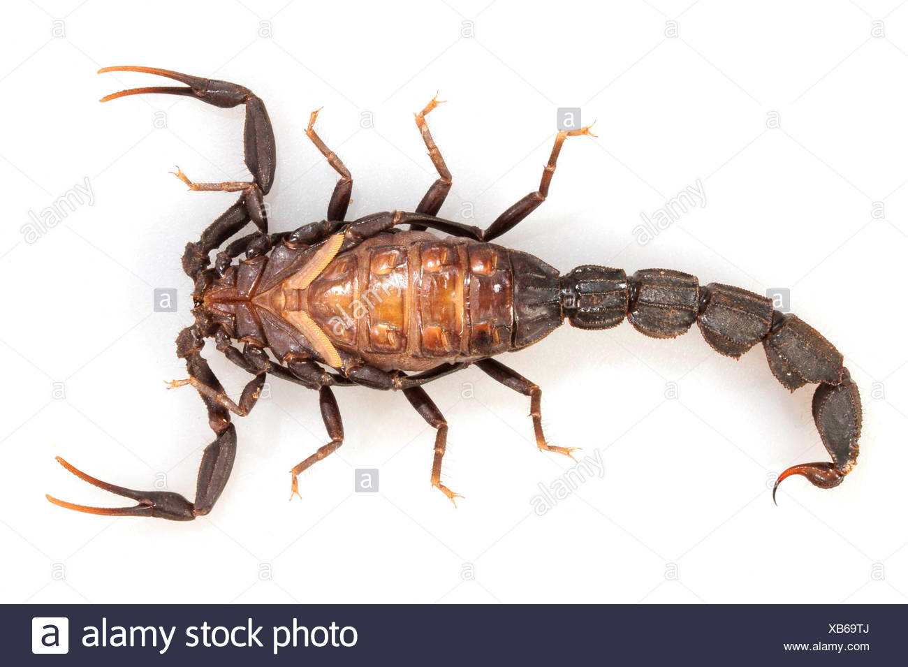 Androctonus Scorpion High Resolution Stock Photography and Images - Alamy