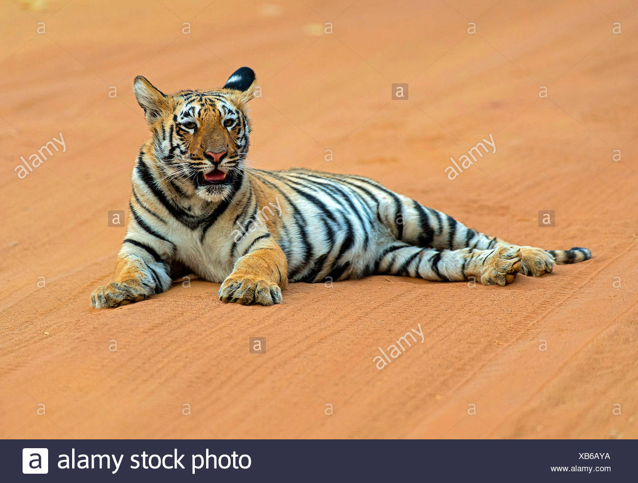 Sechs High Resolution Stock Photography and Images - Alamy