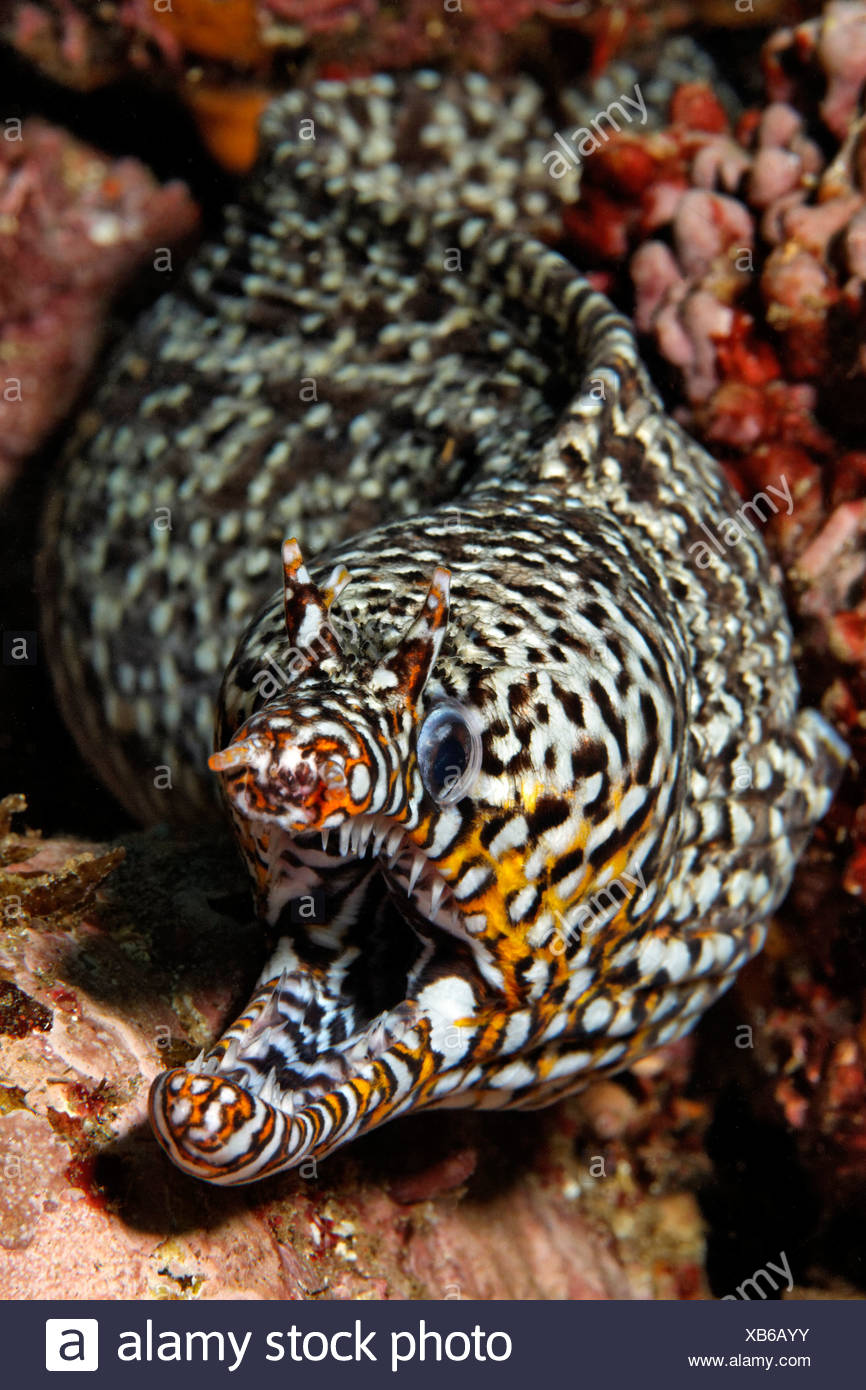 Leopard Moray Eel High Resolution Stock Photography and Images - Alamy