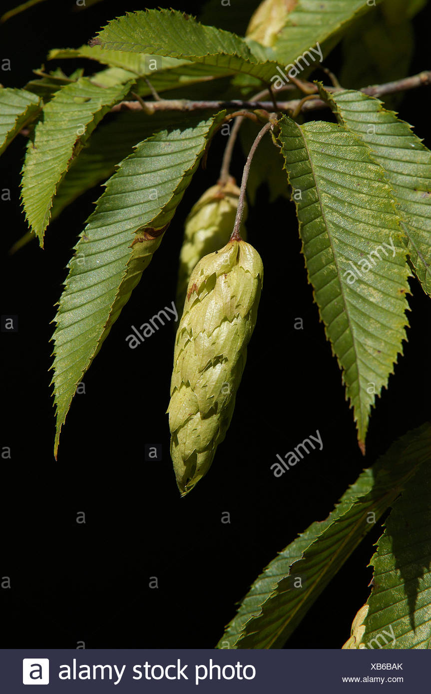 Japanese Hornbeam High Resolution Stock Photography and Images - Alamy