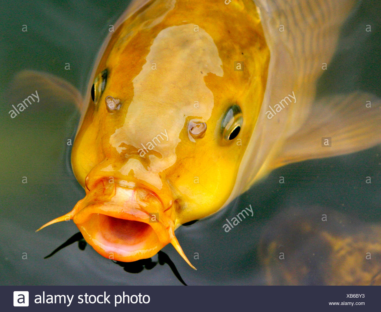 Golden Yellow Koi Carp Stock Photos & Golden Yellow Koi Carp Stock ...