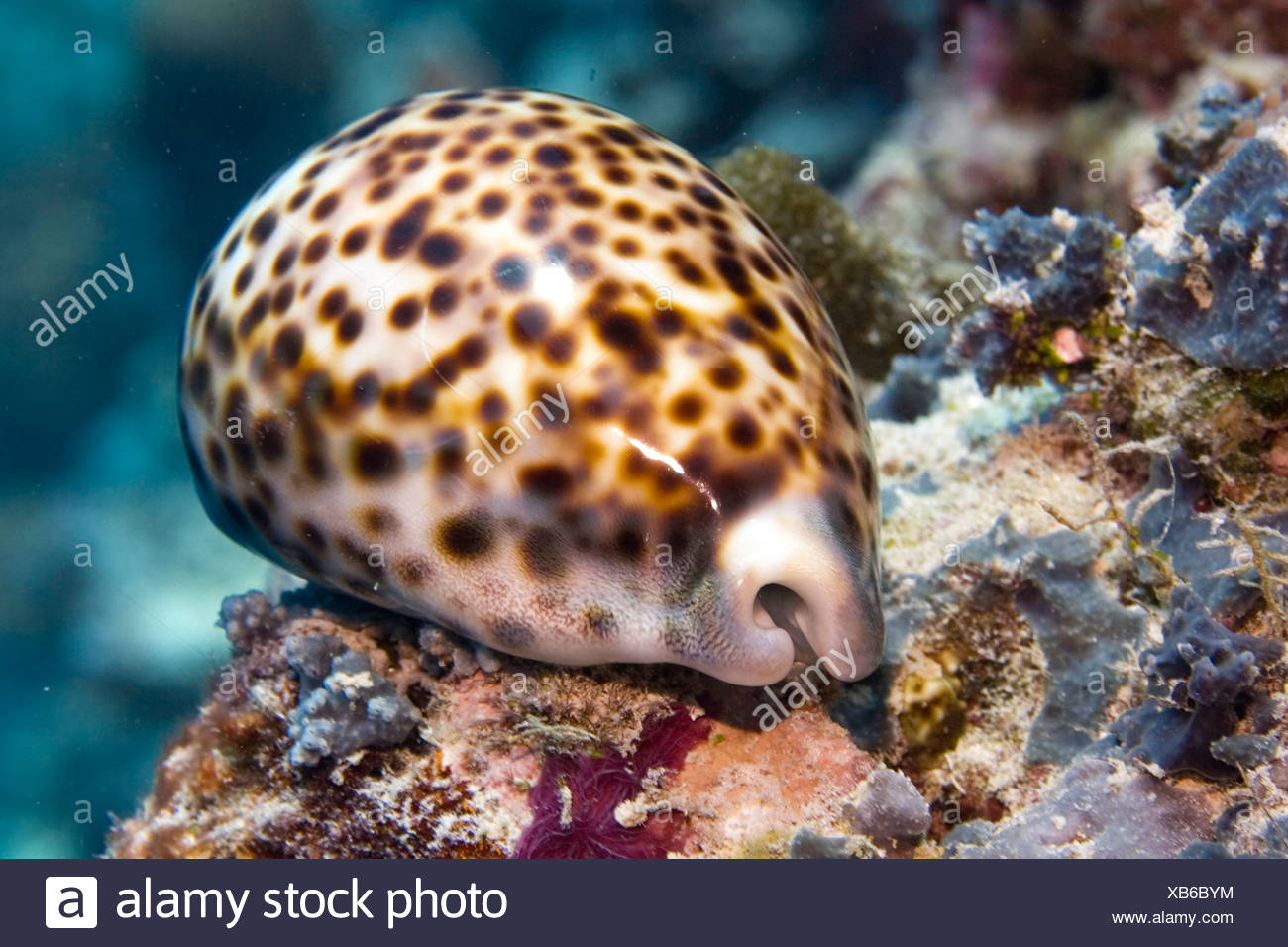 Cypraea Shells High Resolution Stock Photography and Images - Alamy