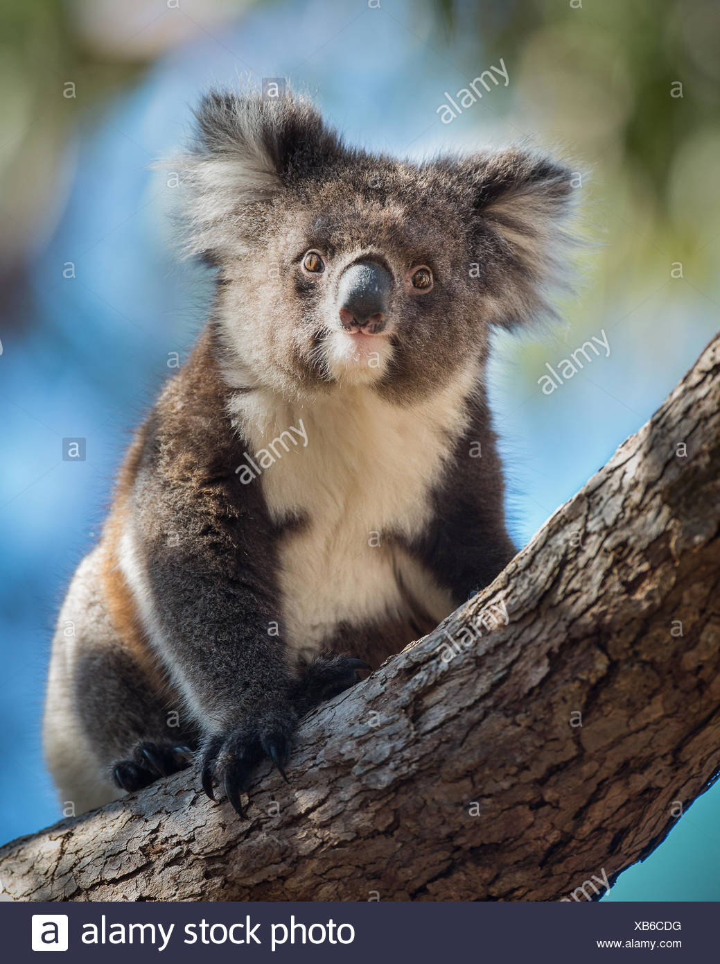 Koala Stock Photos & Koala Stock Images - Alamy