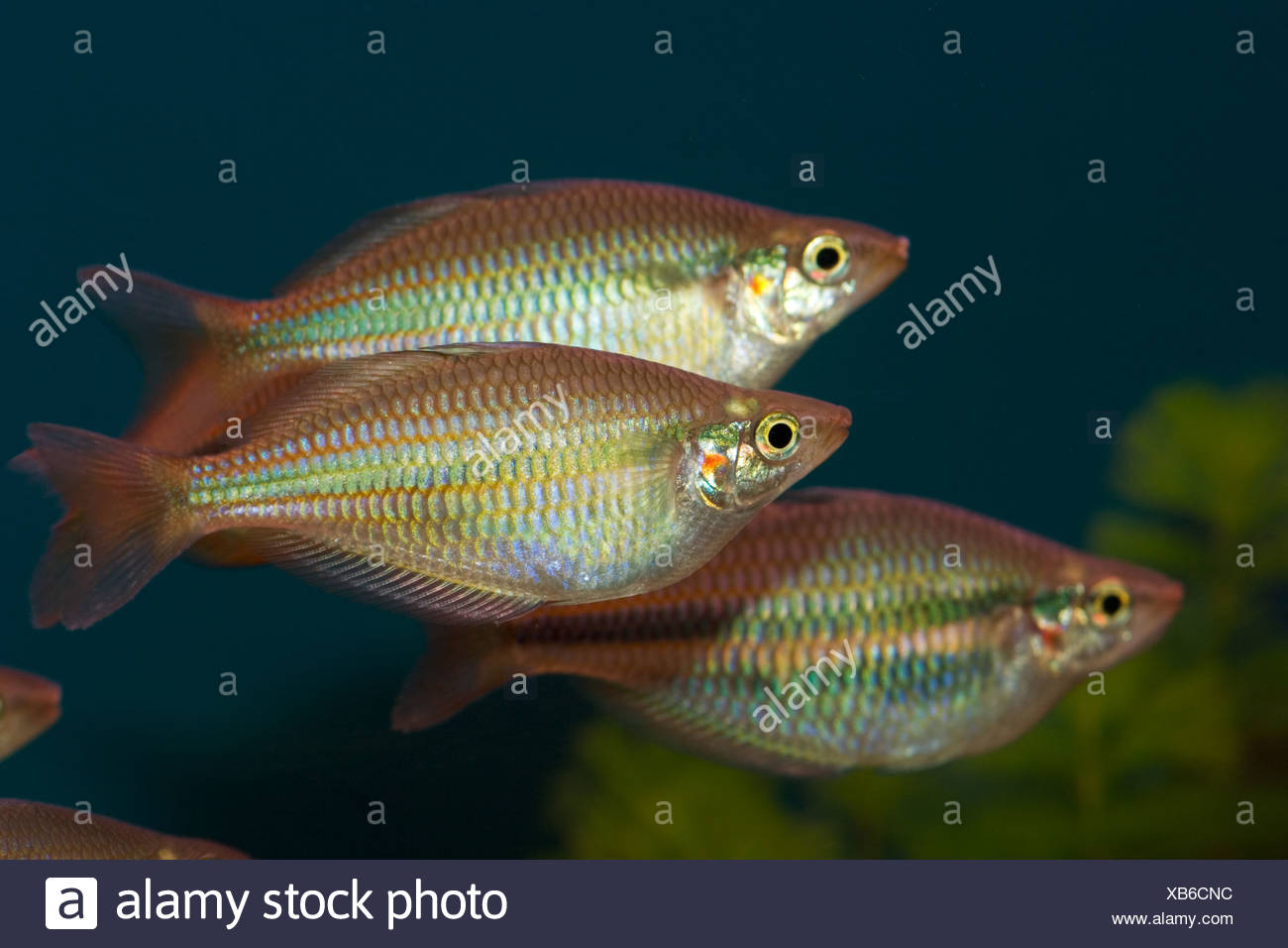 Melanotaenia High Resolution Stock Photography and Images - Alamy