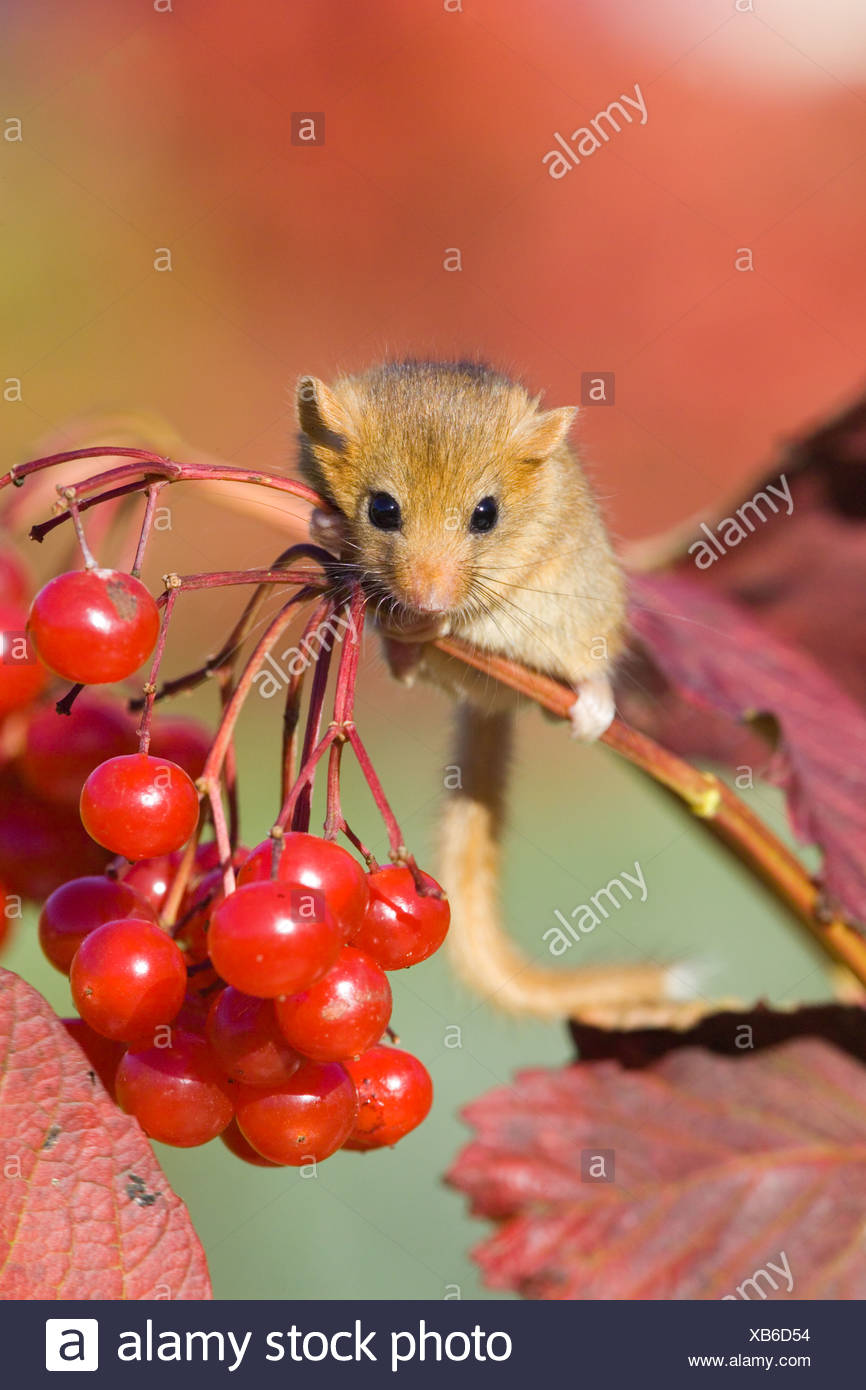 Dormouse Uk Stock Photos & Dormouse Uk Stock Images - Alamy