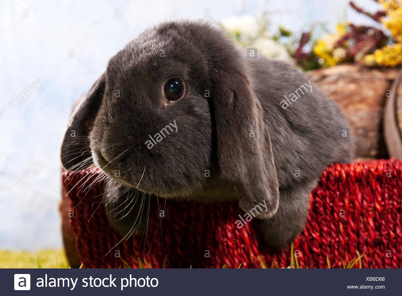 Lop Eared Rabbit High Resolution Stock Photography and Images - Alamy