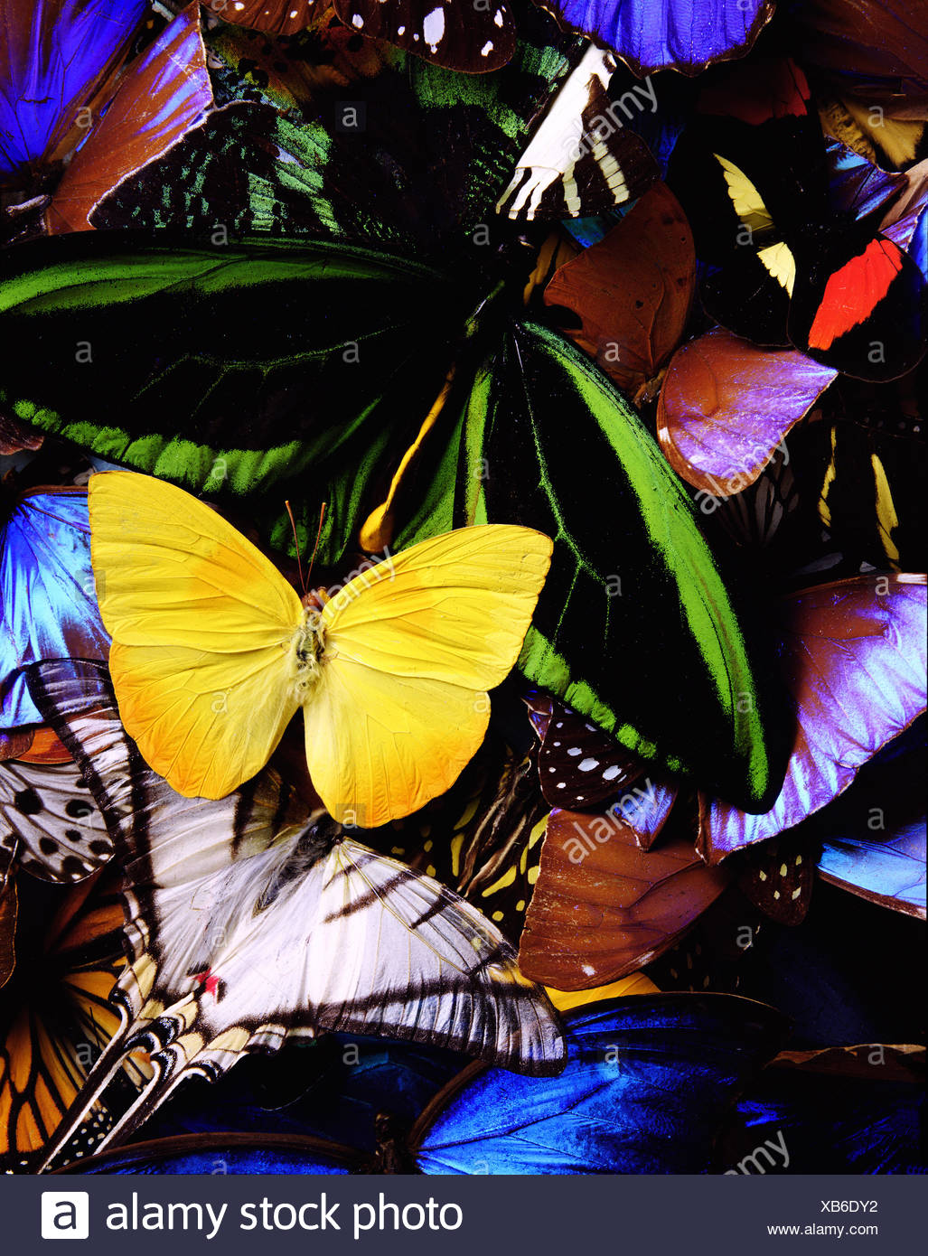 Many Butterflies High Resolution Stock Photography and Images - Alamy