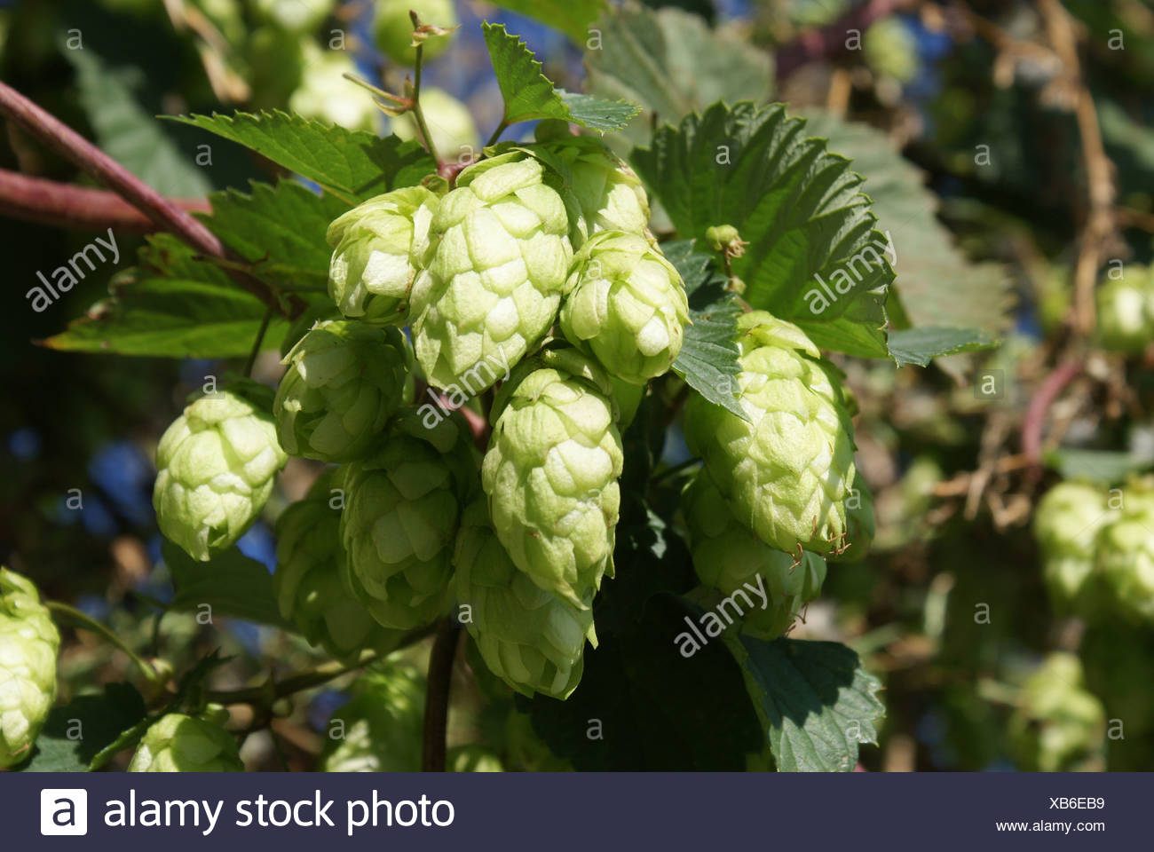 Hopfenzapfen High Resolution Stock Photography and Images - Alamy