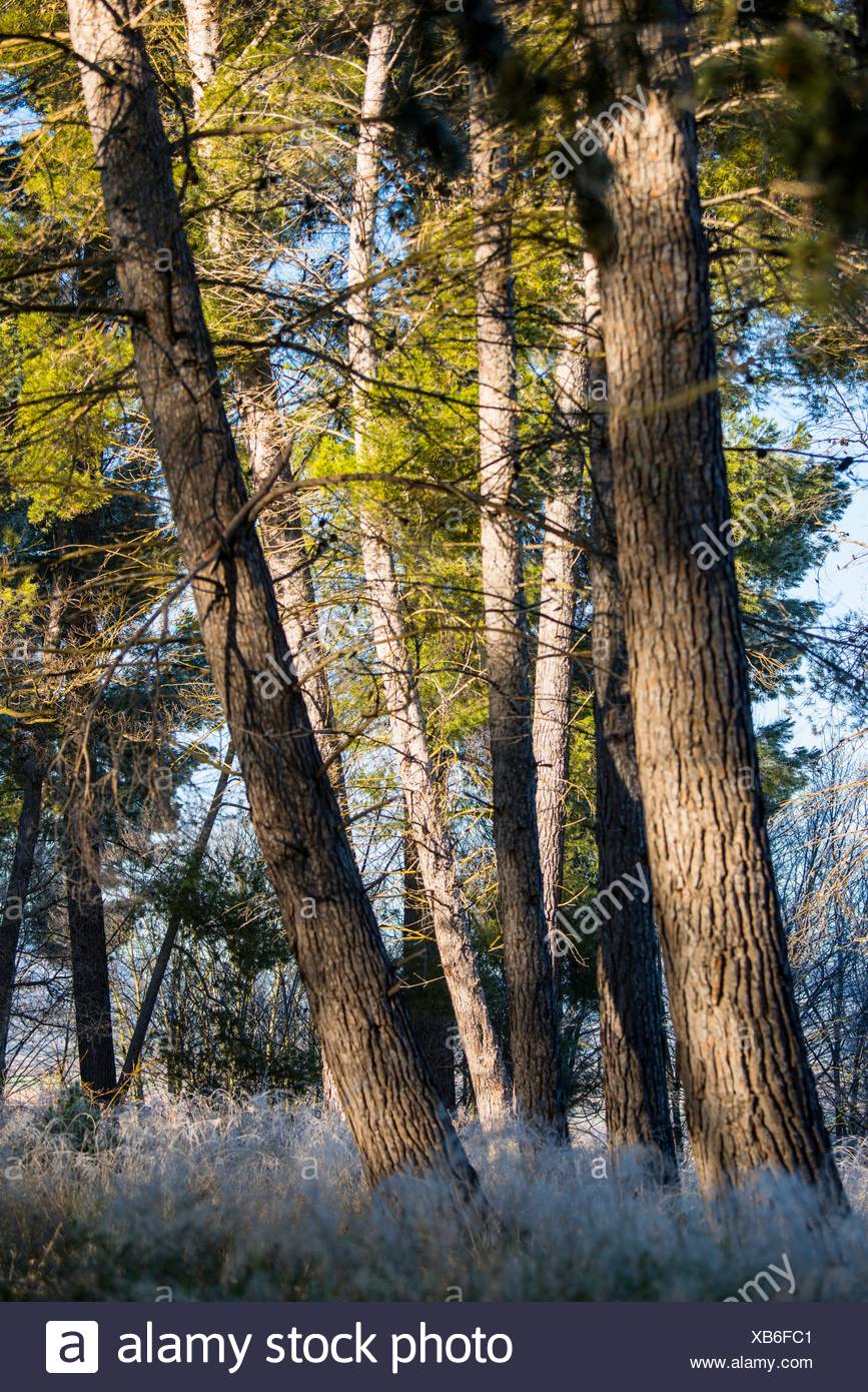 Pinewood Tree High Resolution Stock Photography and Images - Alamy