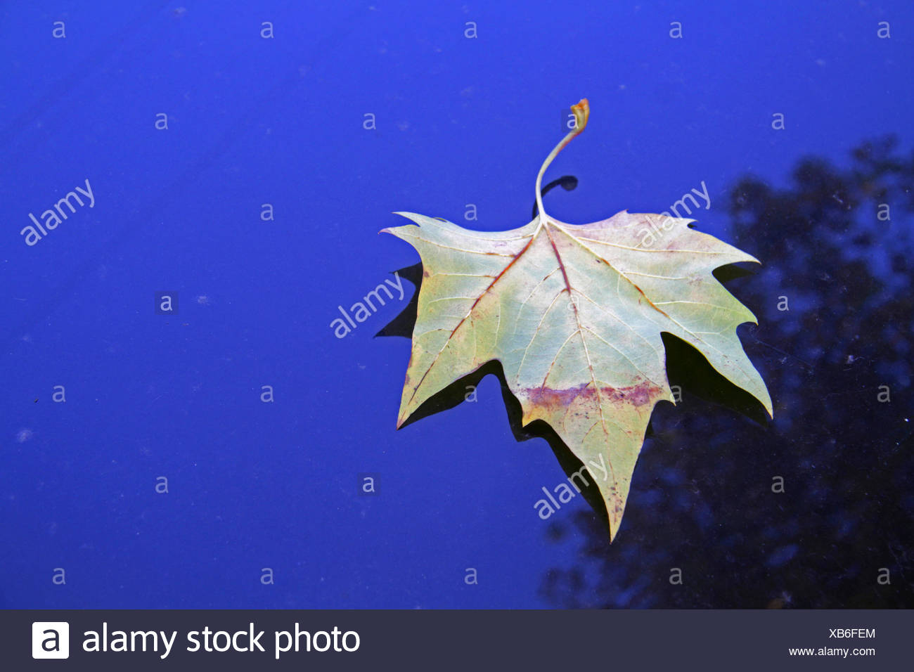 London Plane Tree Leaf Stock Photos & London Plane Tree Leaf Stock ...