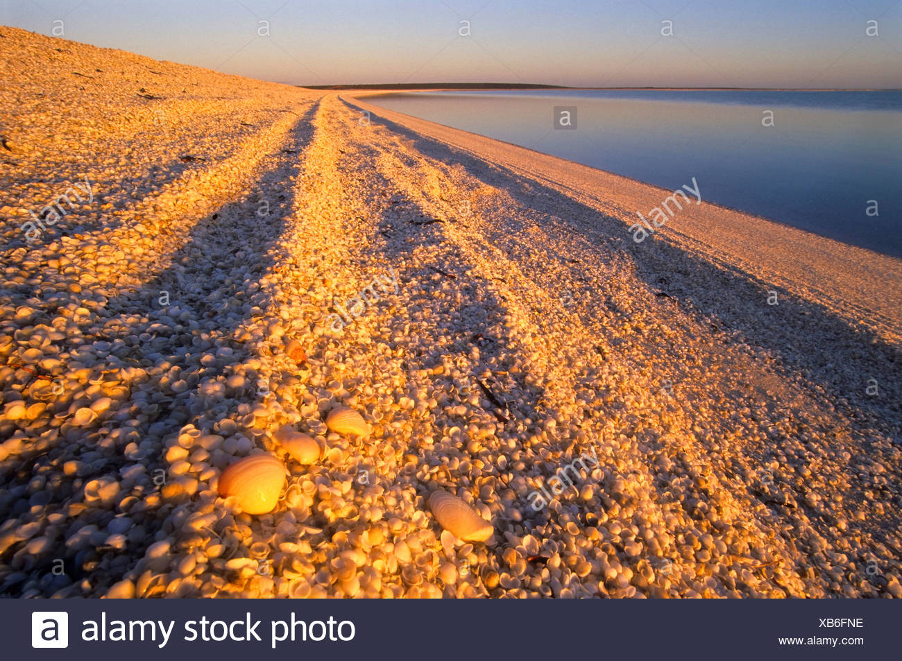 Australia Shells Seashells High Resolution Stock Photography and Images ...