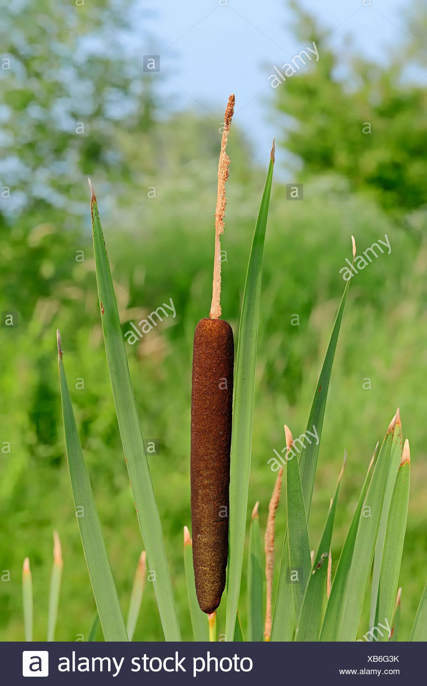 Cattails Bulrush High Resolution Stock Photography and Images - Alamy