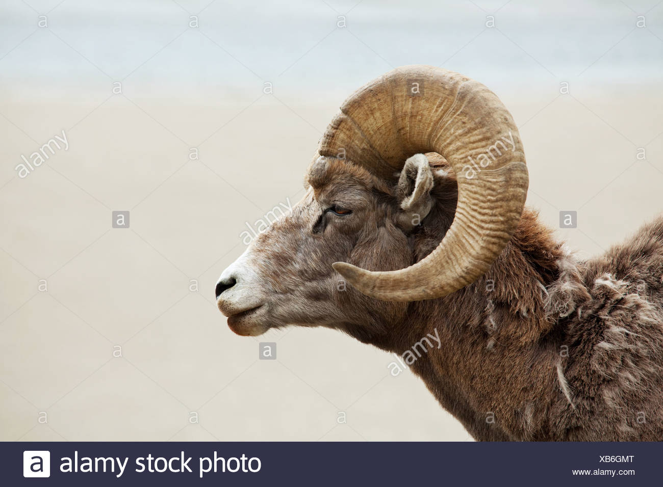 Big Goat High Resolution Stock Photography and Images - Alamy