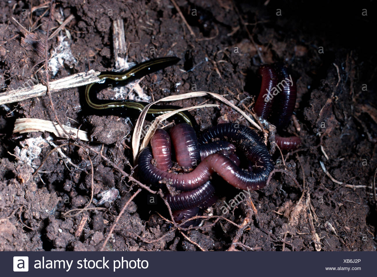 Coiled Together High Resolution Stock Photography and Images - Alamy