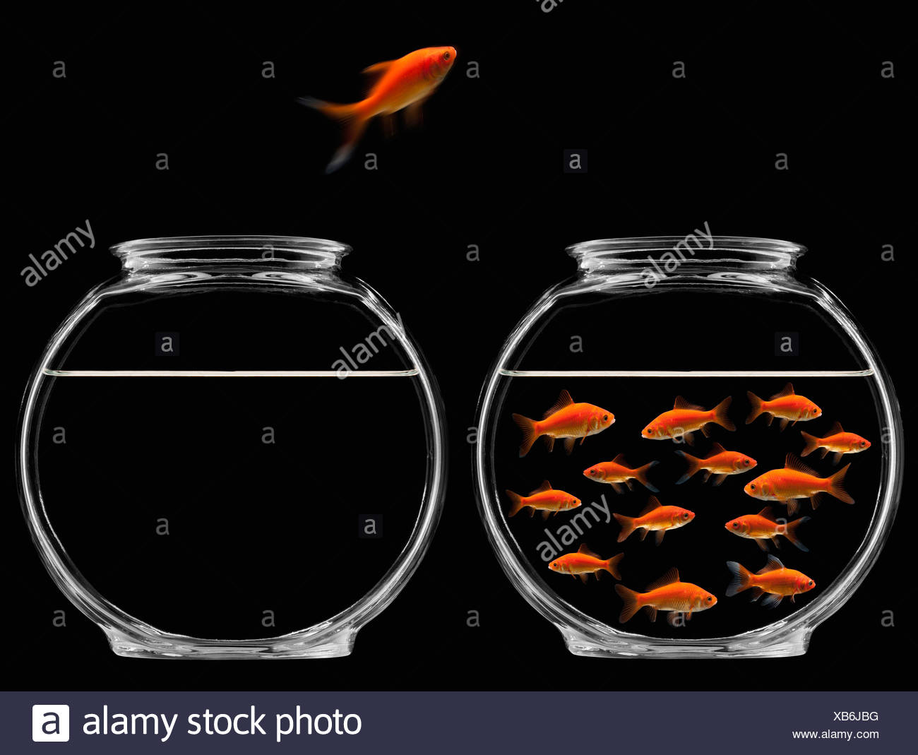 Fish Jumping Out Of Sea High Resolution Stock Photography and Images ...