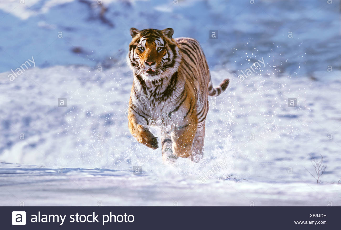 Siberian Tiger Snow High Resolution Stock Photography and Images - Alamy