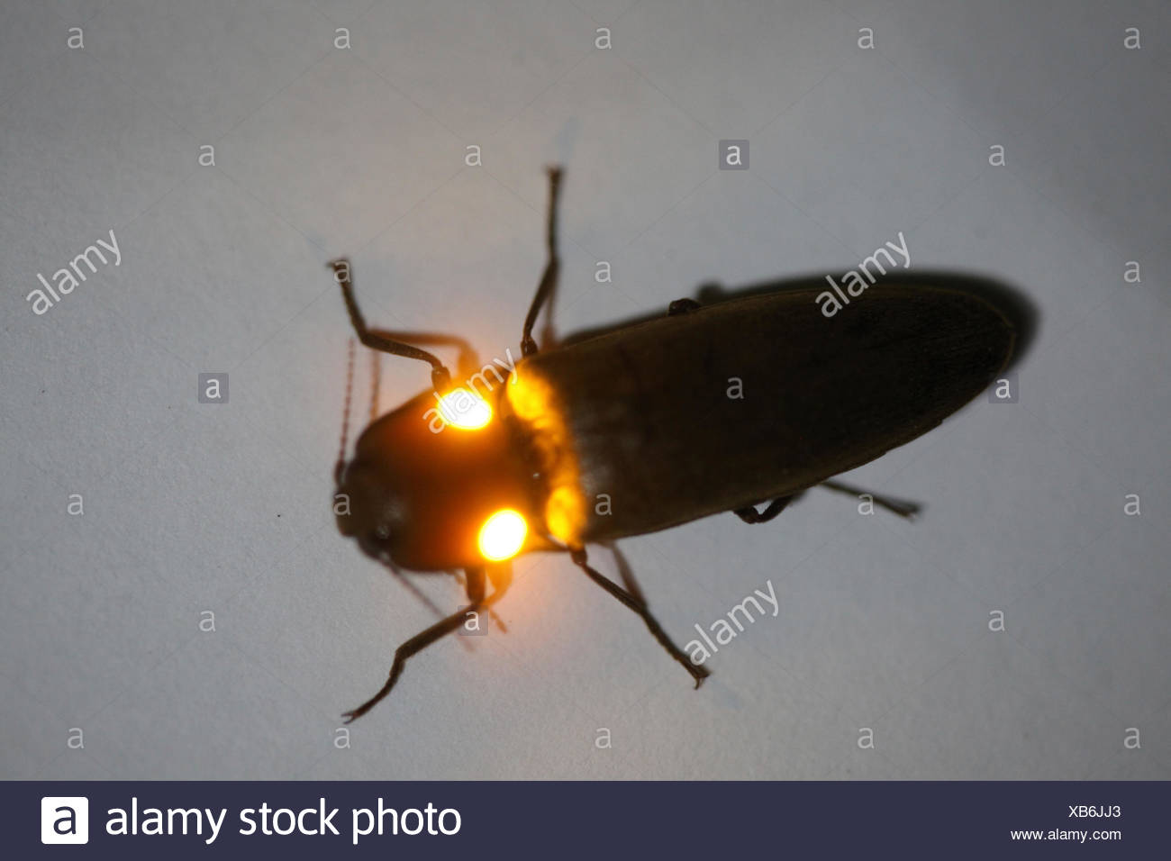 Pyrophorus Sp High Resolution Stock Photography and Images - Alamy