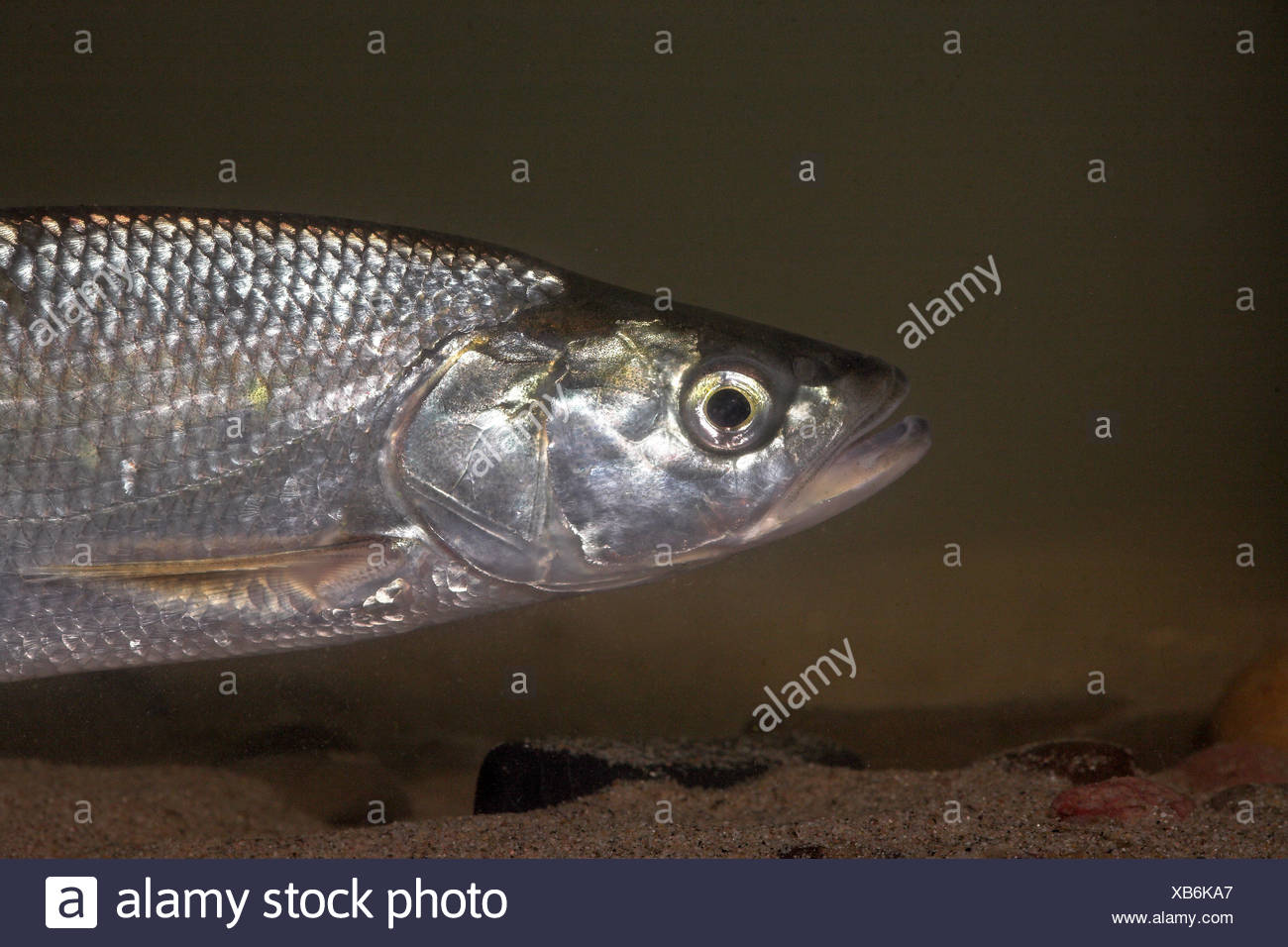 Aspius Stock Photos & Aspius Stock Images - Alamy